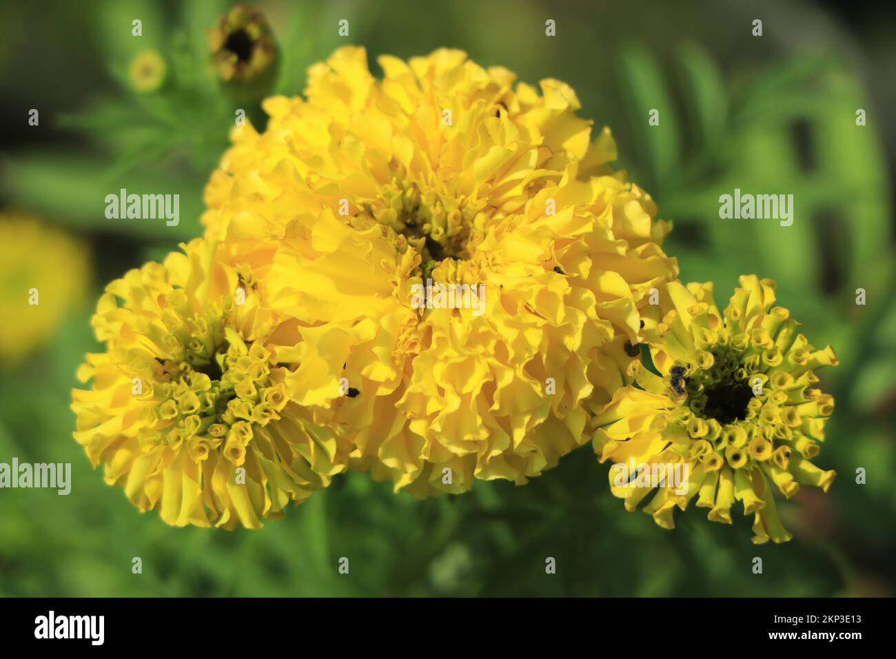 Yellow marigold with small buds Stock Photo - Alamy