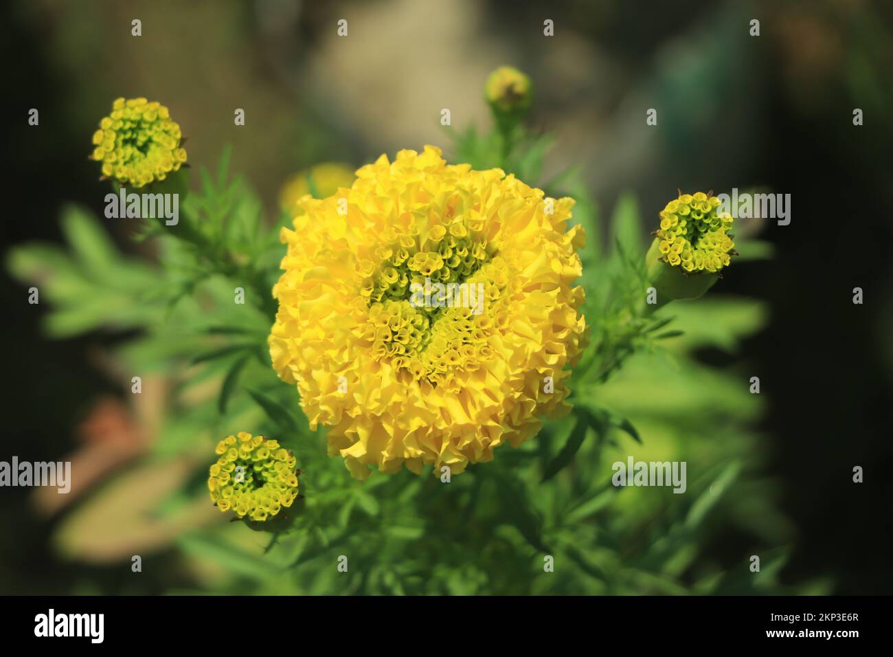 Yellow marigold with small buds Stock Photo - Alamy