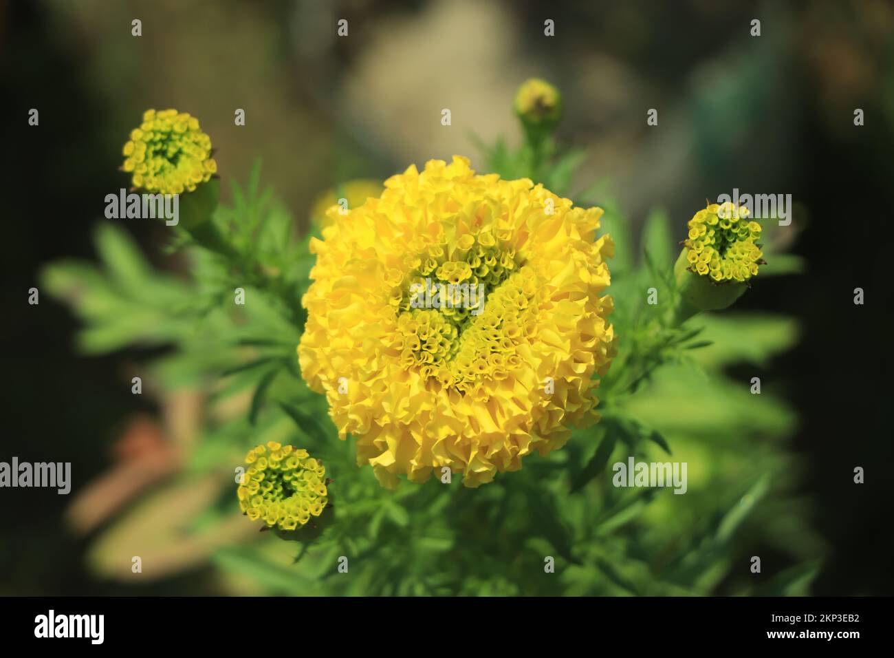 Closeup of beautiful yellow-orange marigold flower (Tagetes erecta ...