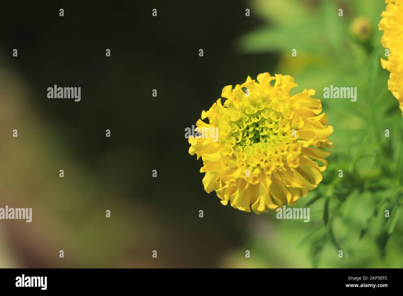 Closeup of beautiful yellow-orange marigold flower (Tagetes erecta ...