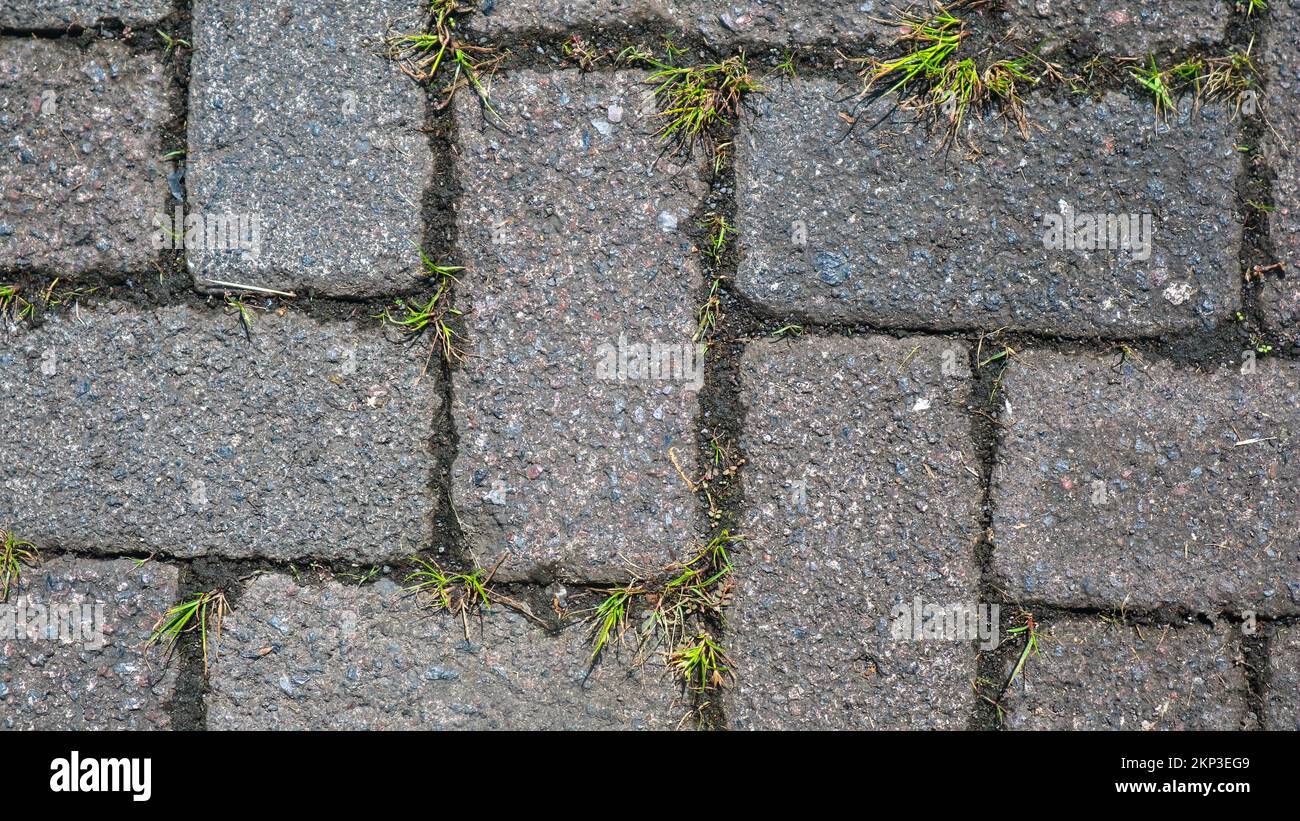 paving block texture with weeds in the gaps in the background Stock ...