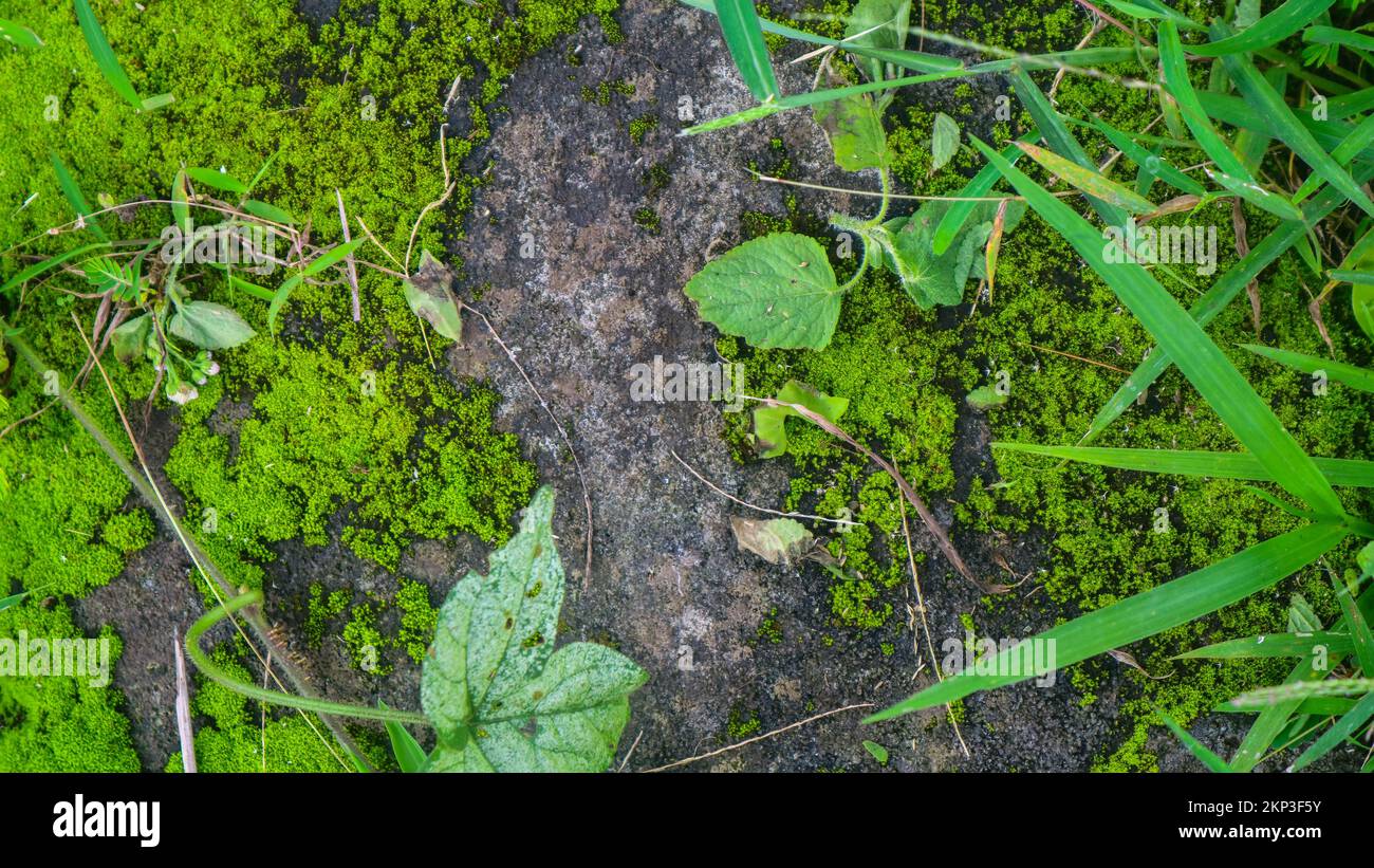 Moss overgrown damp wall hi-res stock photography and images - Alamy