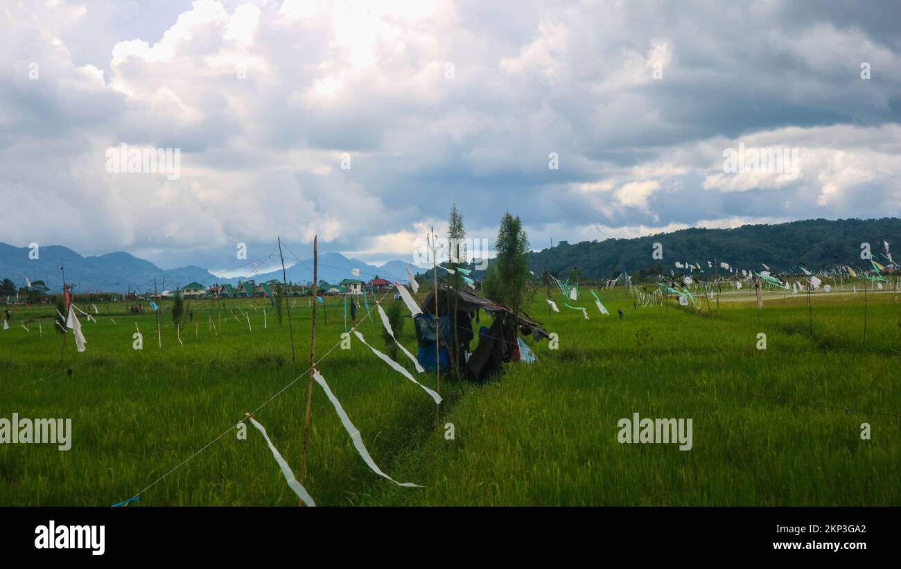 cabin in the middle of beautiful rice fields with cloudy skies Stock ...