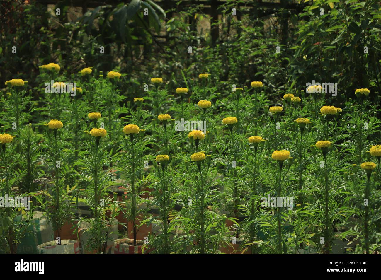 Landscape of yellow marigold flower beds in Asian agriculture farms ...