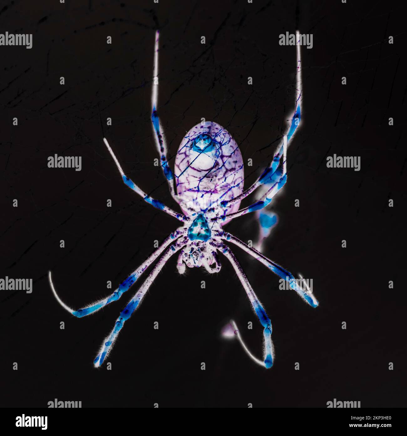 Spooky blue spider inverse with golden orb in negative black and blue ...