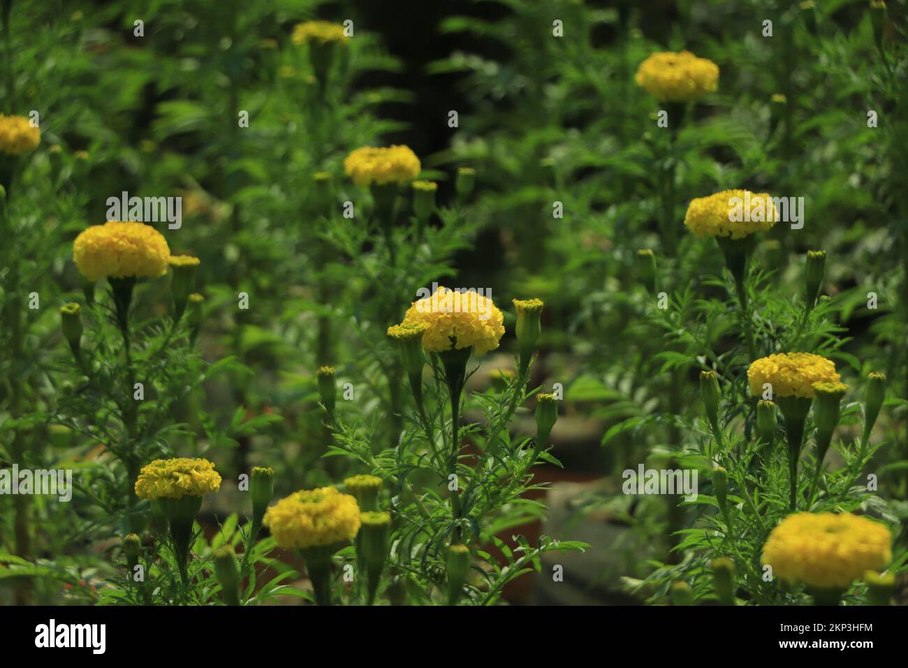 Yellow Marigolds flower (Tagetes erecta, Mexican marigold, Aztec ...