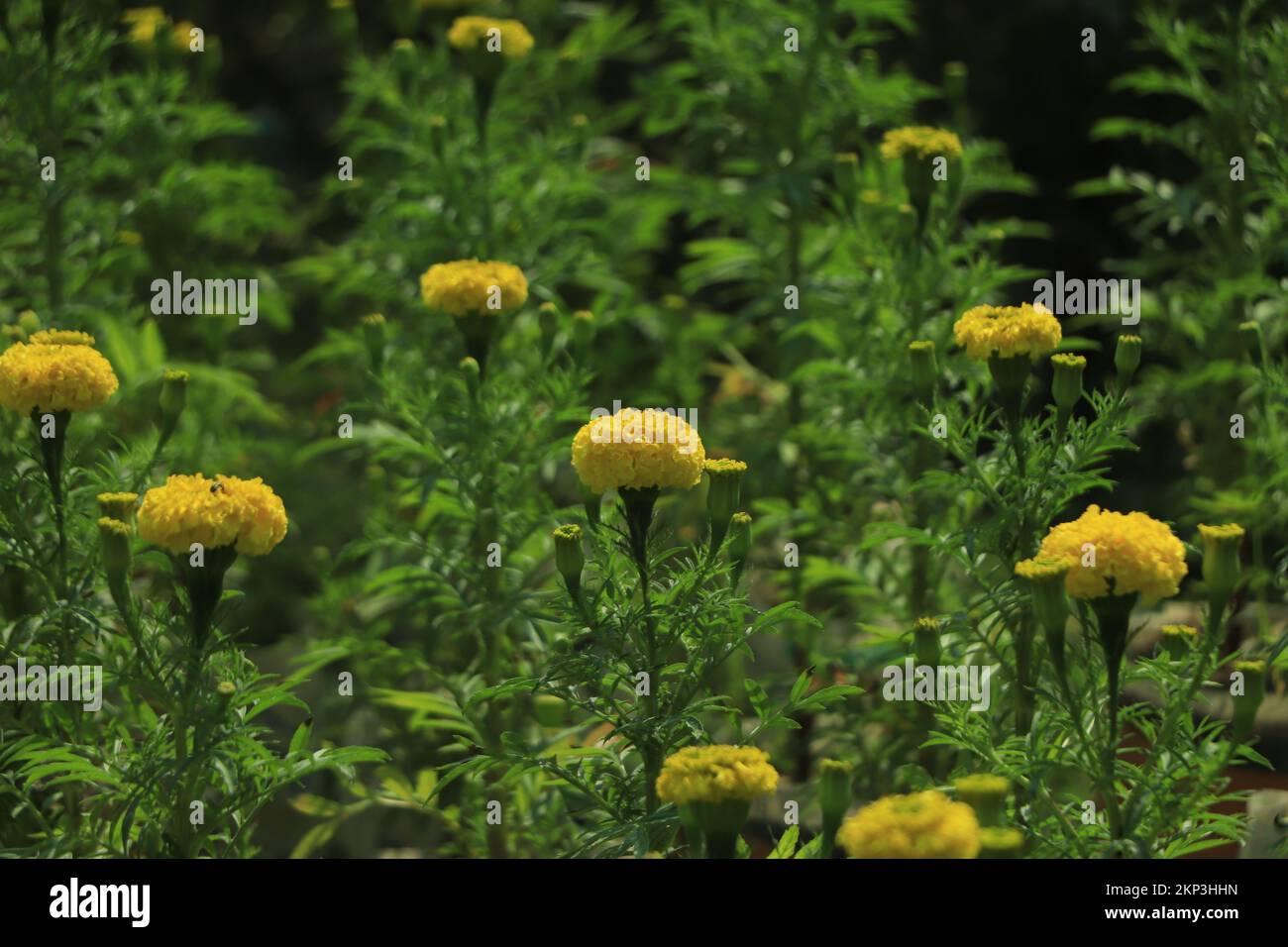 Marigolds (Tagetes erecta, Mexican marigold, Aztec marigold, African ... Marigolds (Tagetes erecta, Mexican marigold, Aztec marigold, African ...