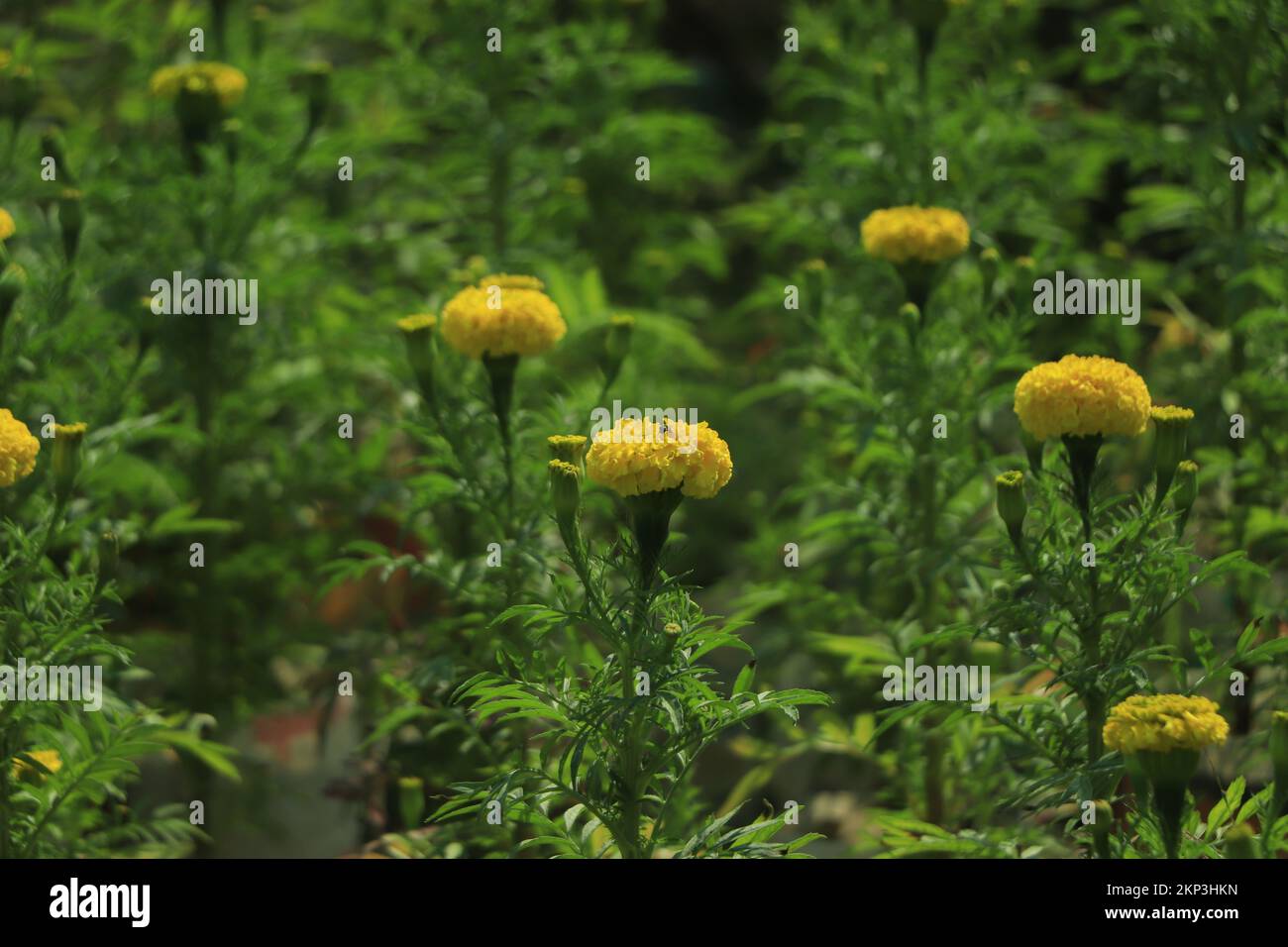 Marigolds (Tagetes erecta, Mexican marigold, Aztec marigold, African ...