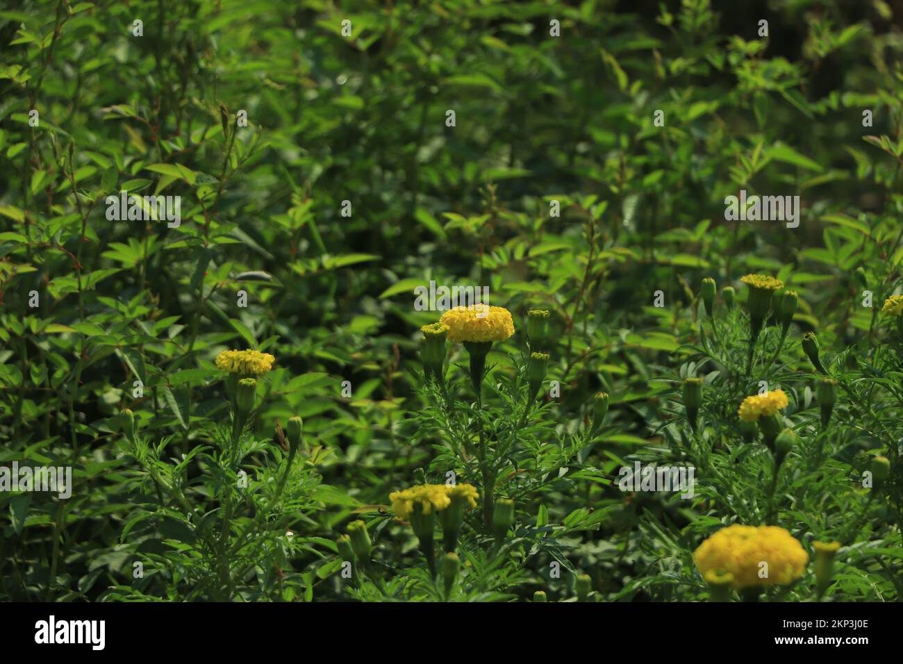 Yellow Marigolds flower (Tagetes erecta, Mexican marigold, Aztec ...