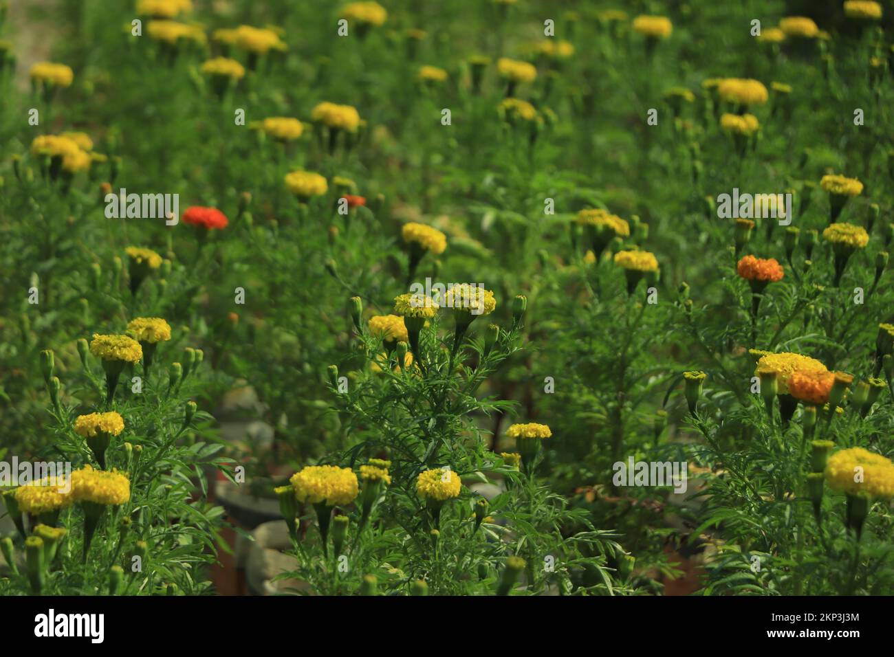 Yellow Marigolds flower (Tagetes erecta, Mexican marigold, Aztec ...