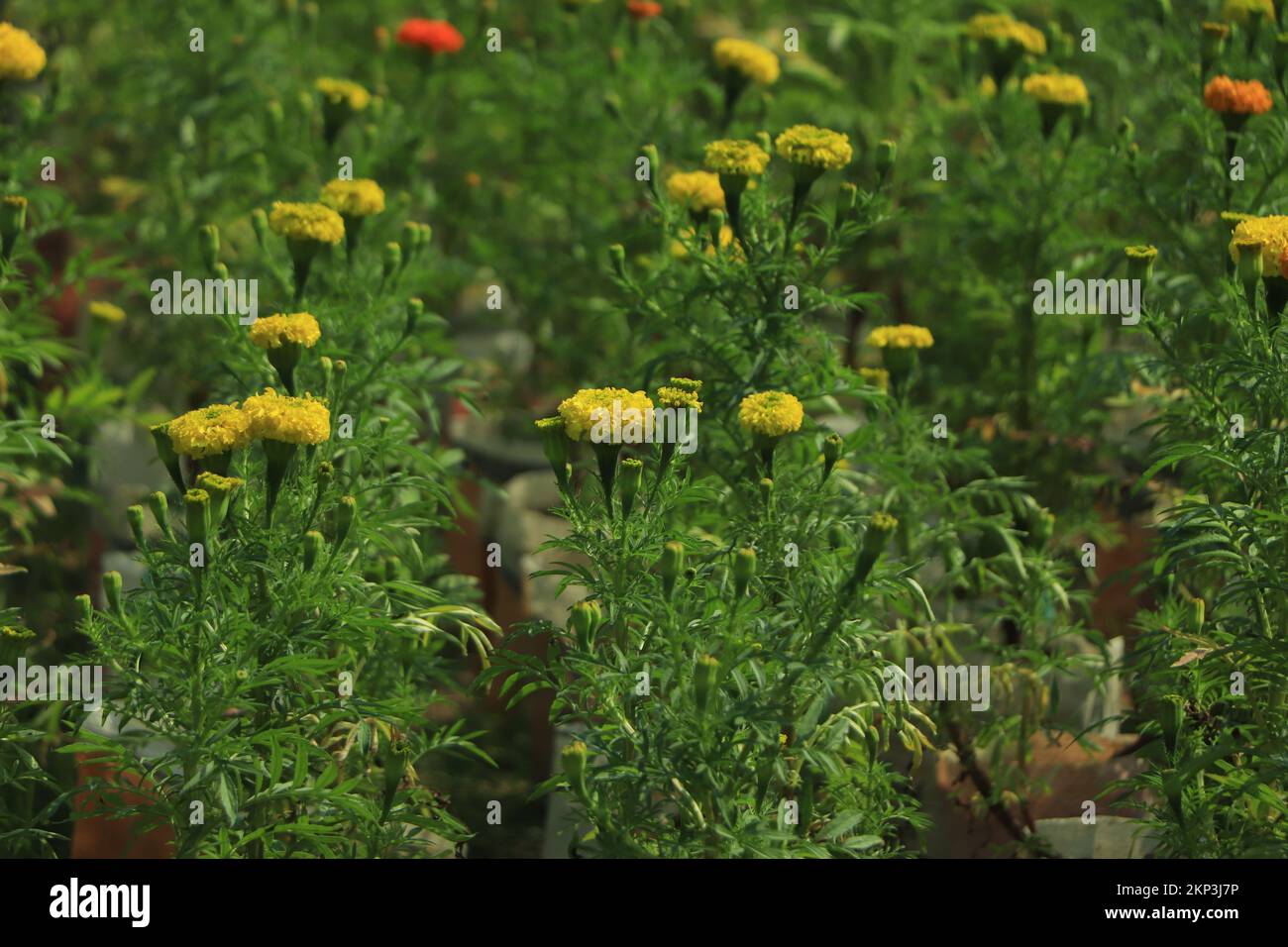 Marigolds shades of yellow and orange, Floral background (Tagetes ...