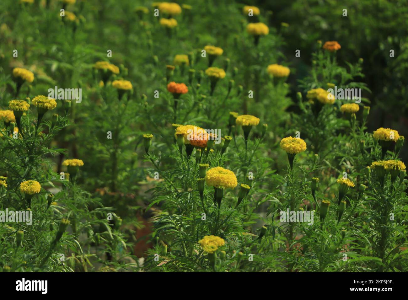 Marigolds shades of yellow and orange, Floral background (Tagetes ...