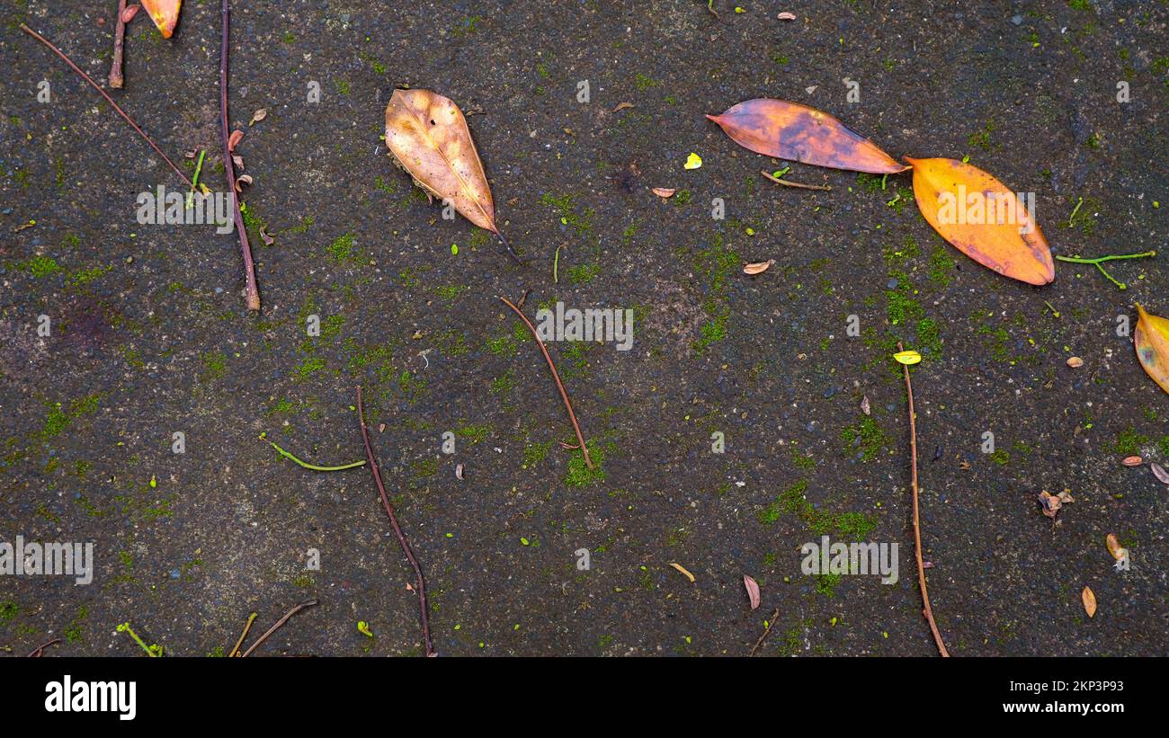 Mossy road texture with fallen leaves Stock Photo - Alamy