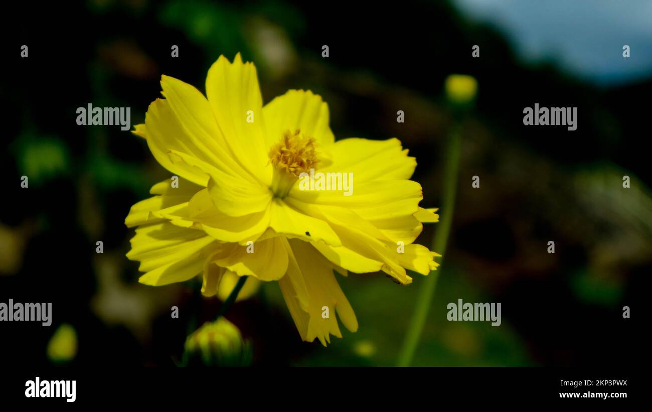 Beautiful and amazing Sulfur cosmos Flower Stock Photo - Alamy
