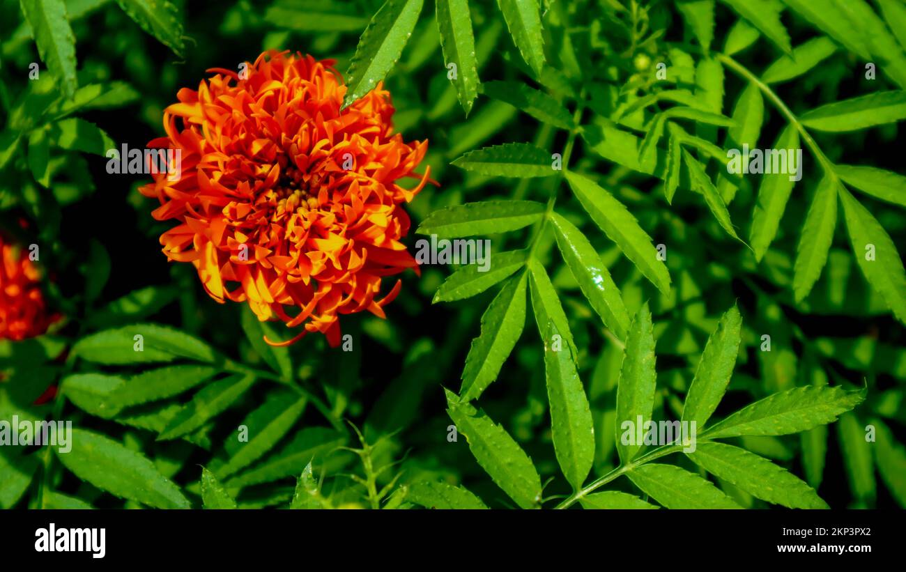 Beautiful stunning marigold flowers hi-res stock photography and images ...