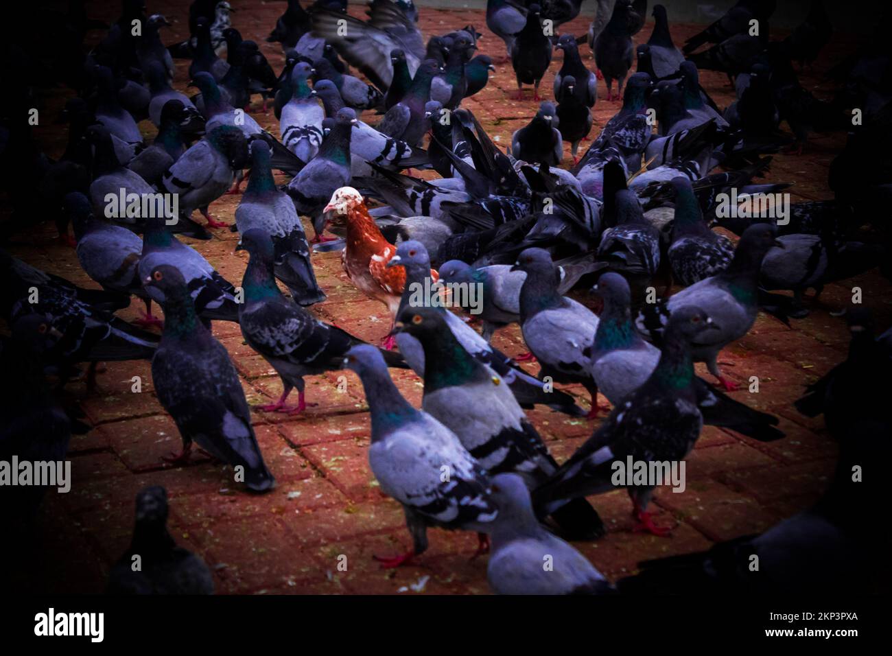 A group of adorable Feral pigeons with one odd one Stock Photo - Alamy