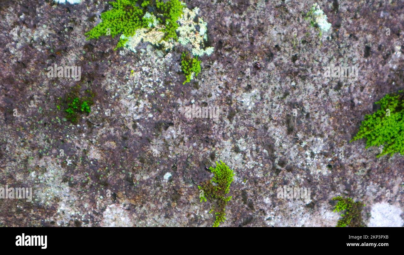 Mossy stone texture as background Stock Photo - Alamy