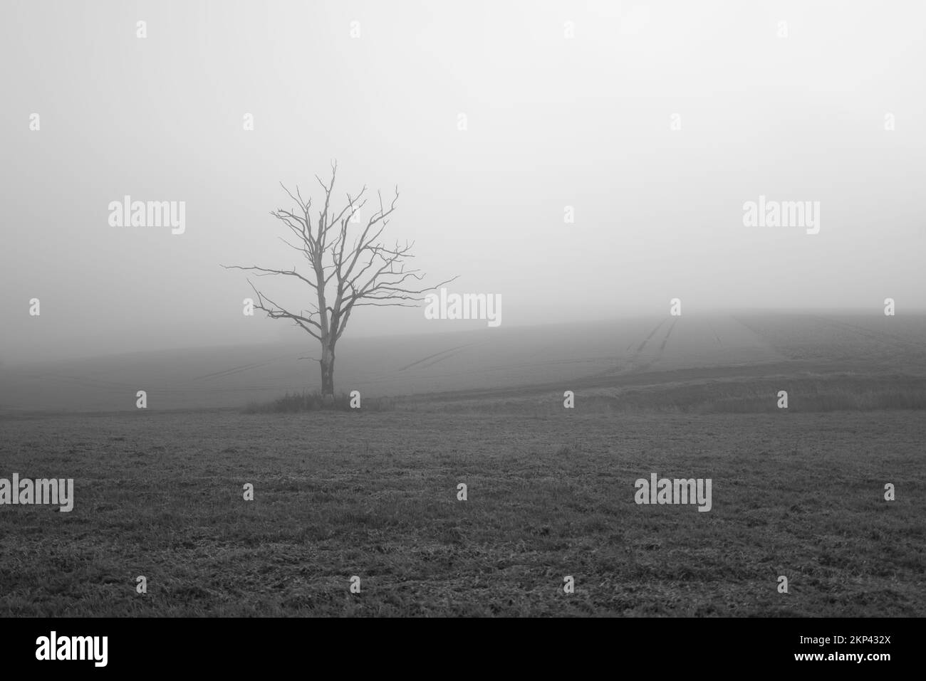 Dead tree in fall Black and White Stock Photos & Images - Alamy