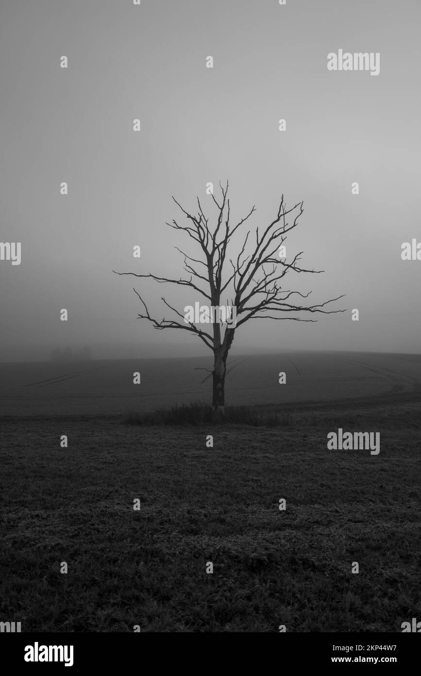 in a field there is a single dead tree in the fog Stock Photo - Alamy