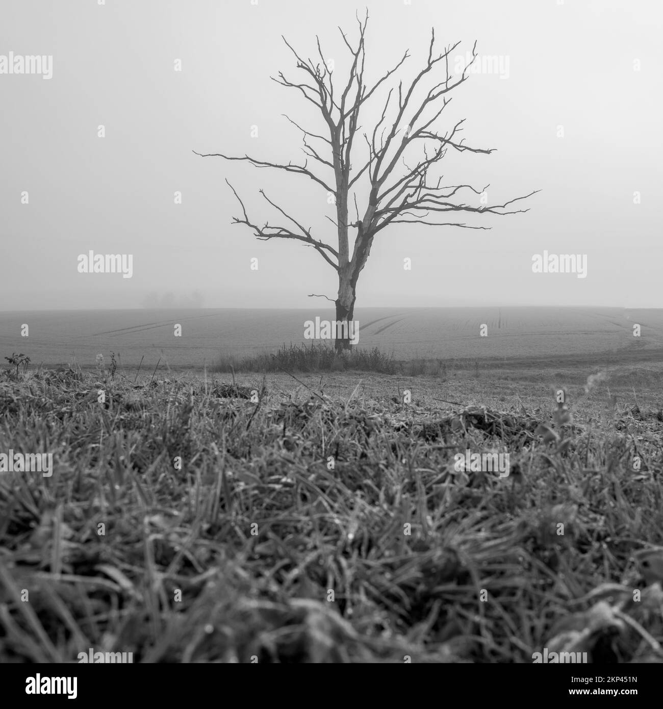 in a field there is a single dead tree in the fog Stock Photo - Alamy