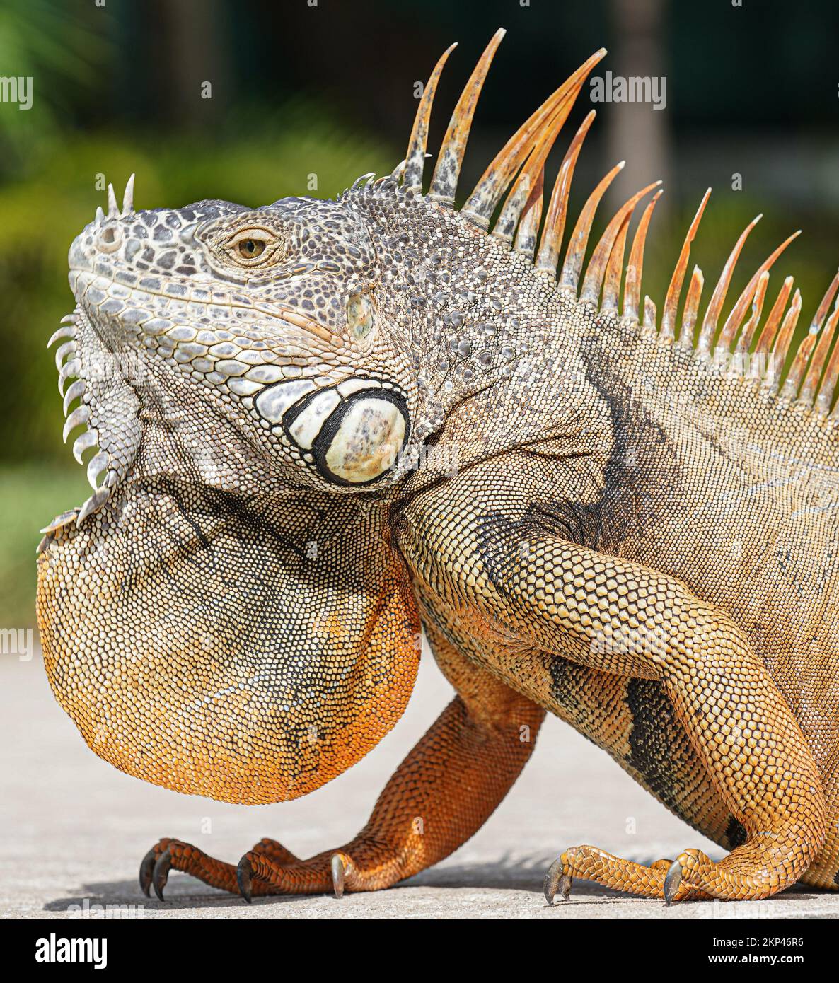 The green iguana also known as the American iguana Stock Photo - Alamy