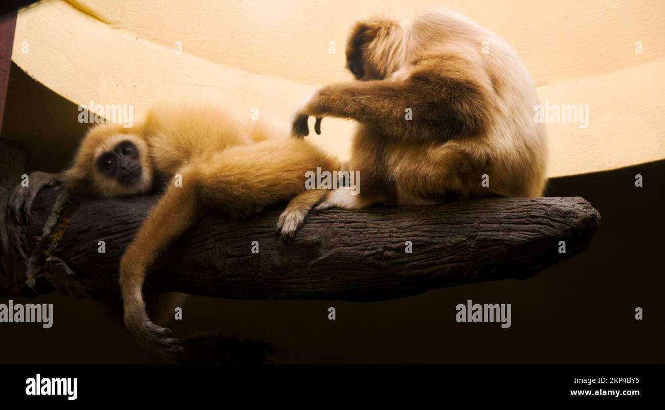 Two white-cheeked gibbon monkeys caressing the other on tree branch ...