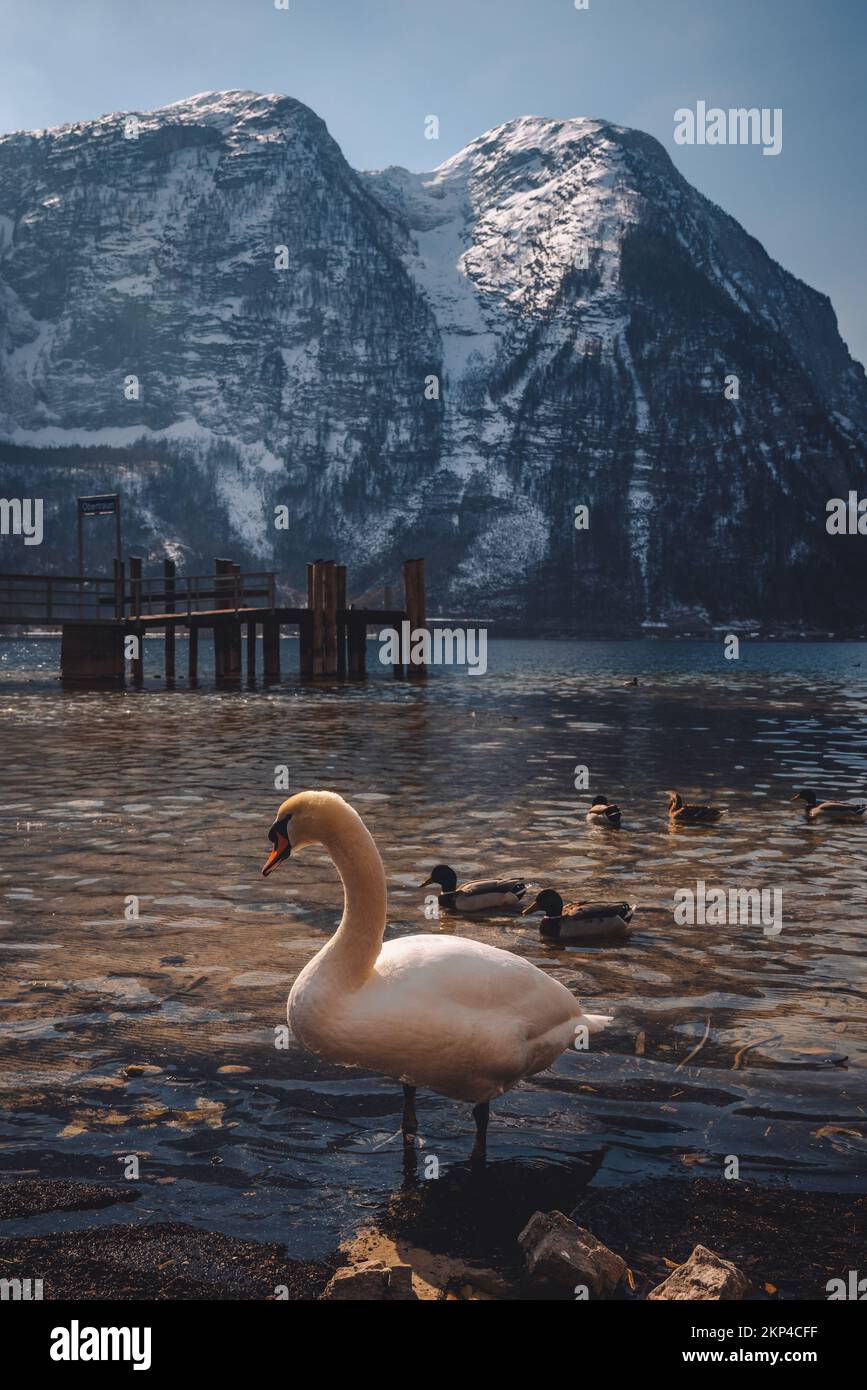 Colorful ducks swimming in the lake in Hallstatt,with Snowy Mountains ...