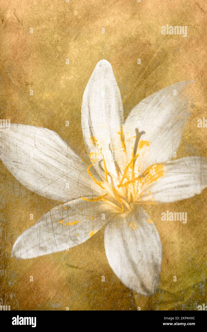 Old artwork of an ageless white lily flower forever blooming on vintage ...