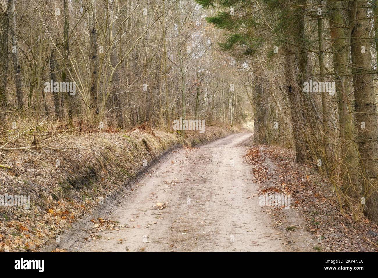 Empty forest trail. A rural trail running through the woods in Denmark ...