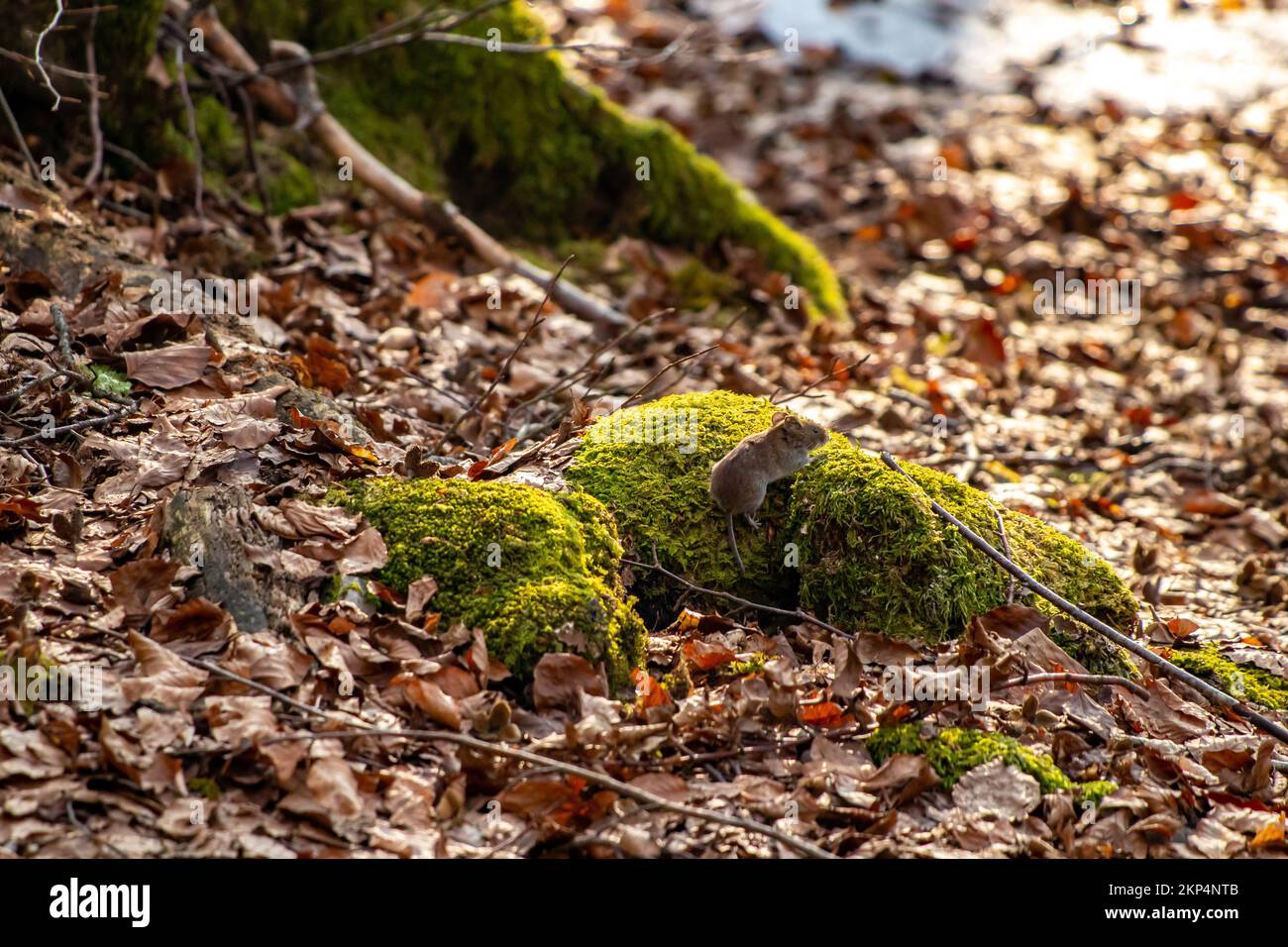 Mouse in the forest, spring time Stock Photo - Alamy