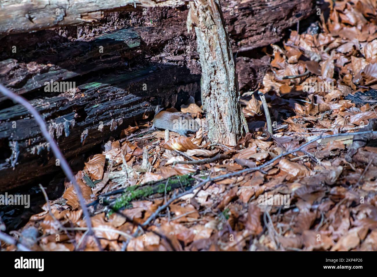 Mouse in the forest, spring time Stock Photo - Alamy