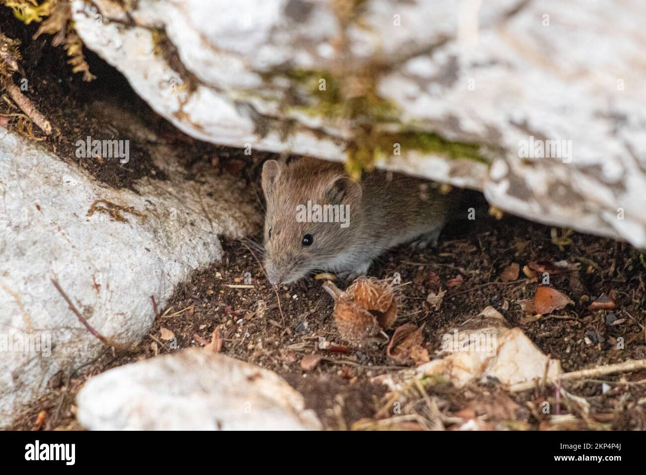 Mouse in the forest, spring time Stock Photo - Alamy