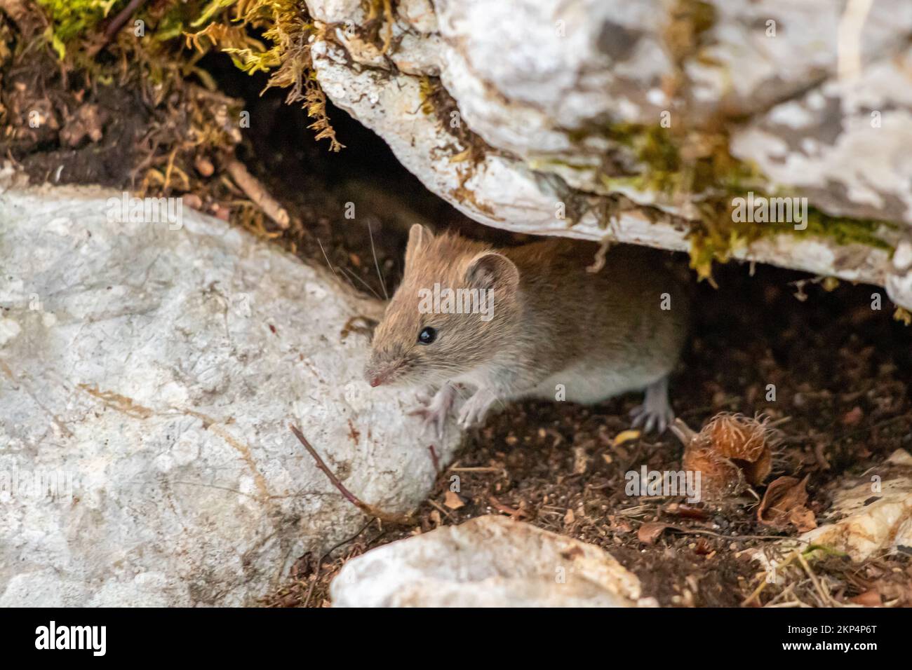 Mouse in the forest, spring time Stock Photo - Alamy