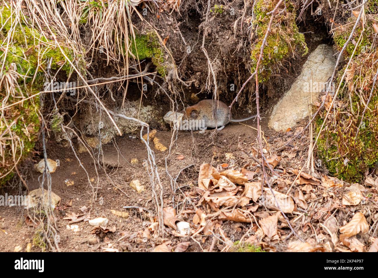 Mouse in the forest, spring time Stock Photo - Alamy