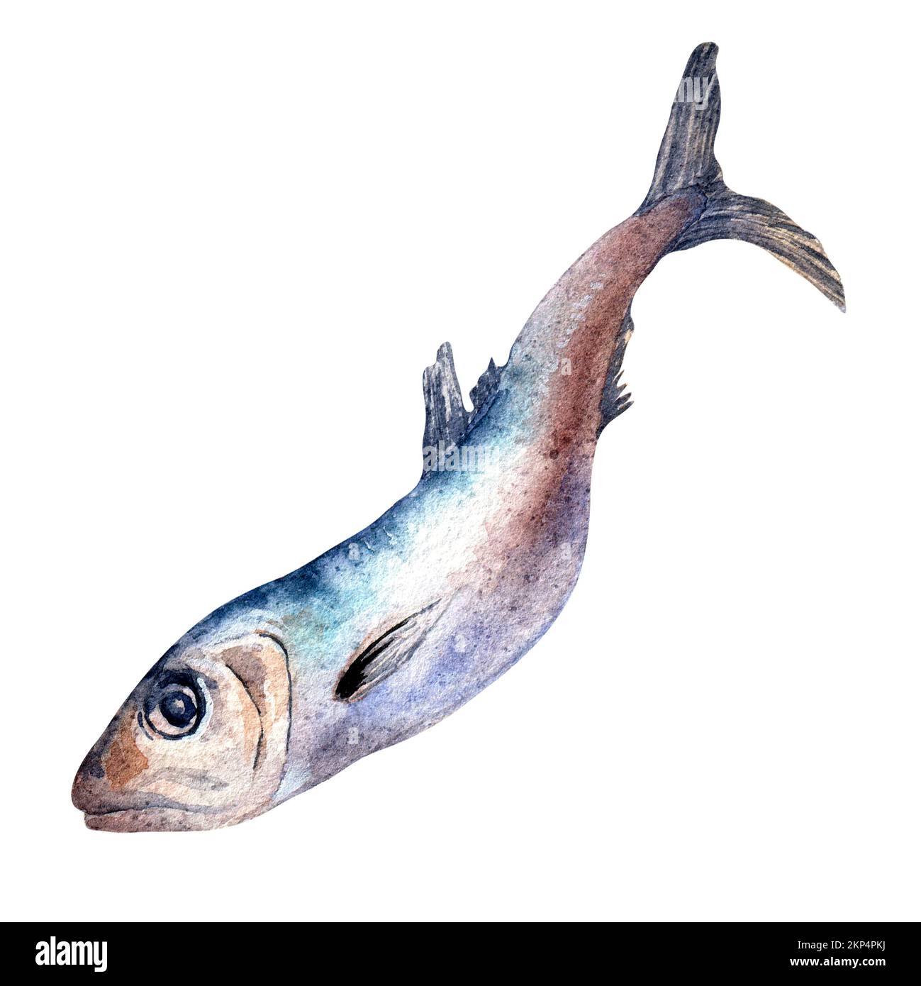Single sardine watercolor illustration isolated on white background ...