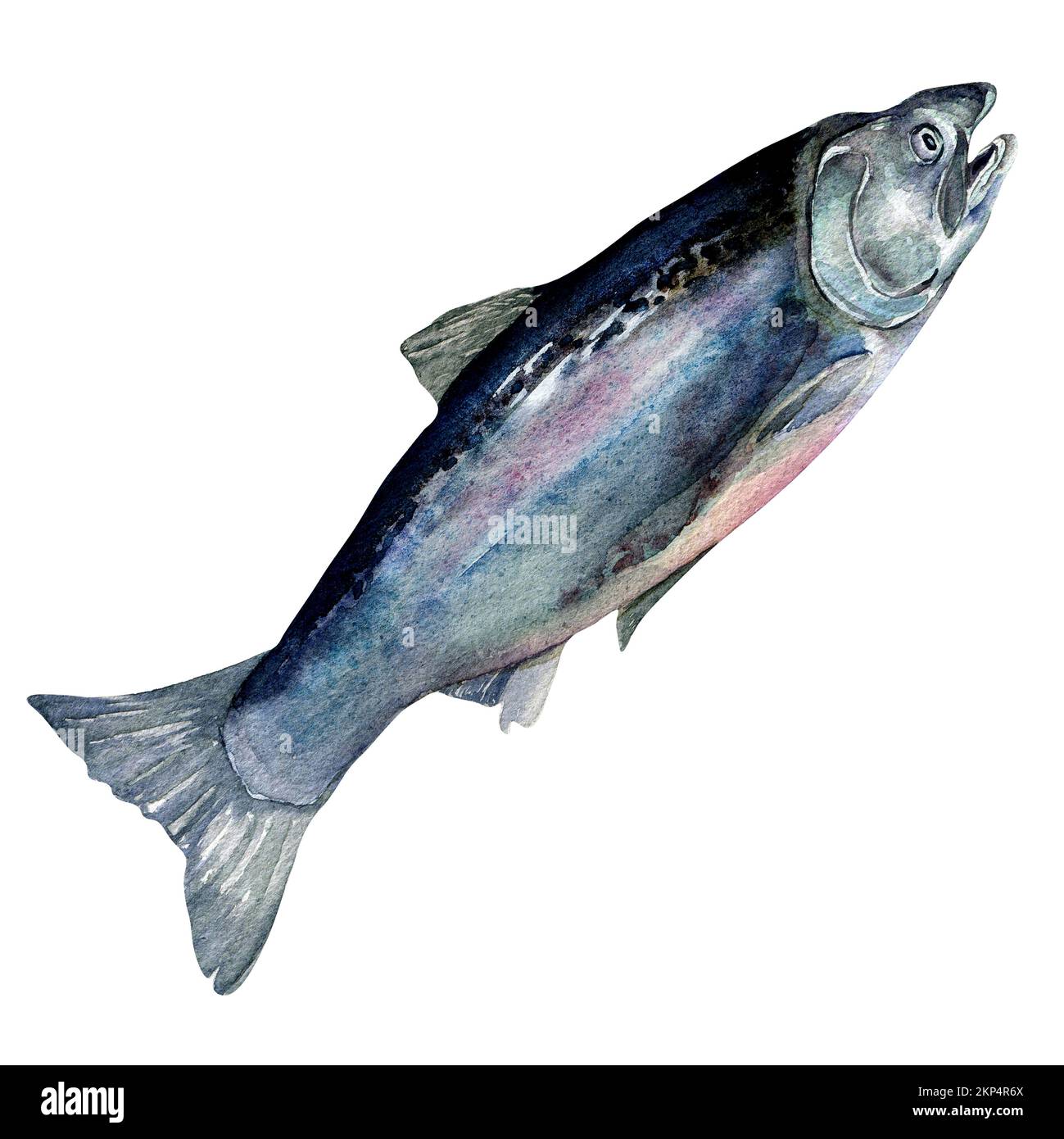 Single salmon, trout watercolor illustration isolated on white ...