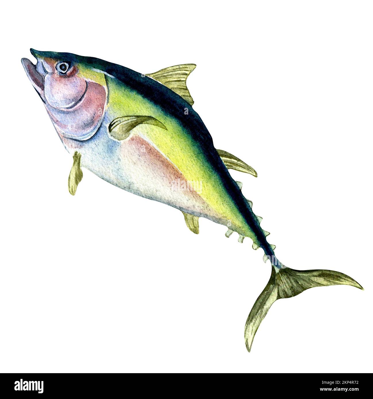 Single tuna fish watercolor illustration isolated on white background ...