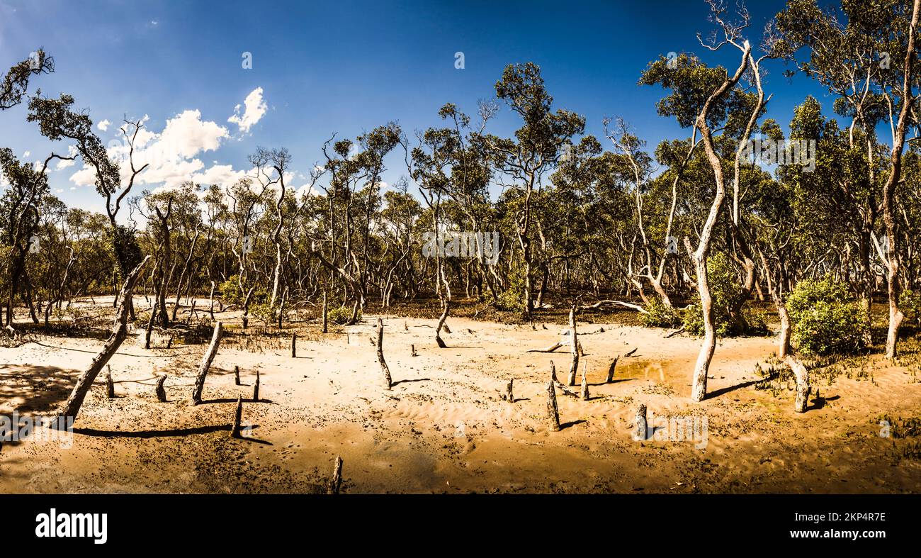 Australian mangrove ecosystem hi-res stock photography and images - Alamy
