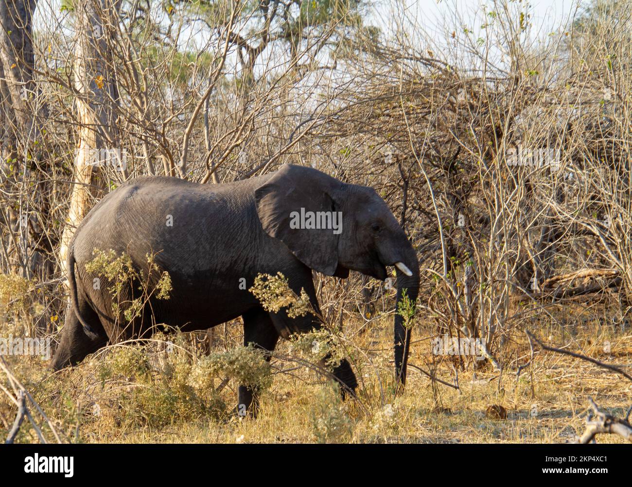 Elephants snack on wild sage in the African bush Stock Photo - Alamy