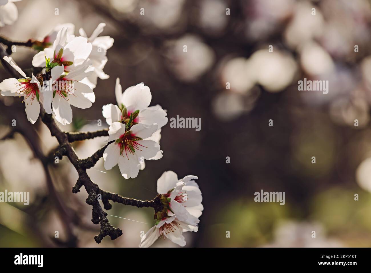 Close-up of beautiful blooming almond tree branches at spring Stock ...