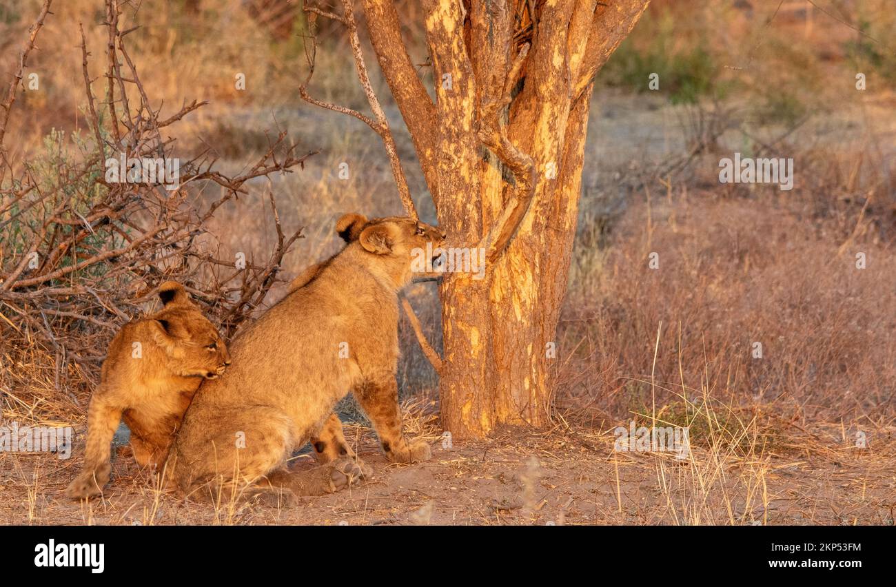Lion youngsters chase each other round a tree on the African savannah ...