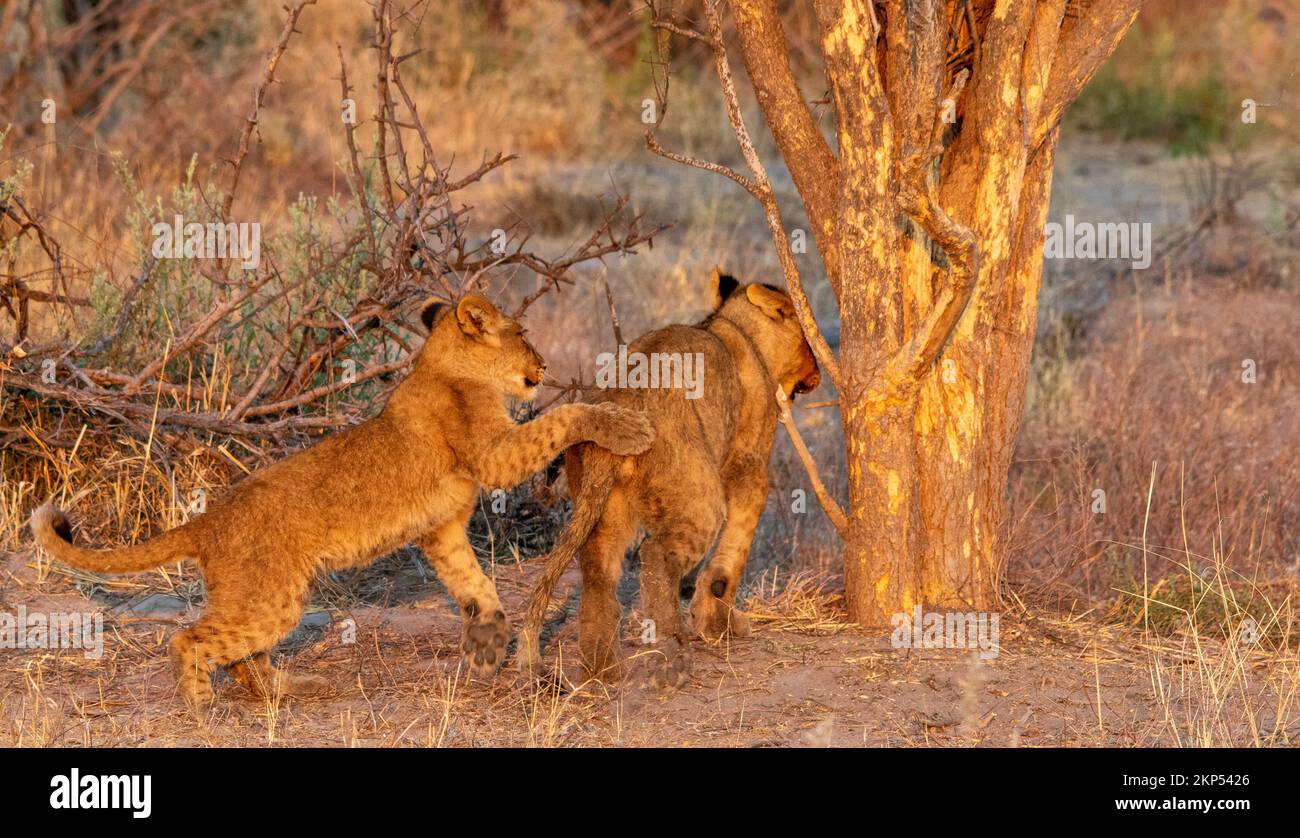 Lion youngsters chase each other round a tree on the African savannah ...