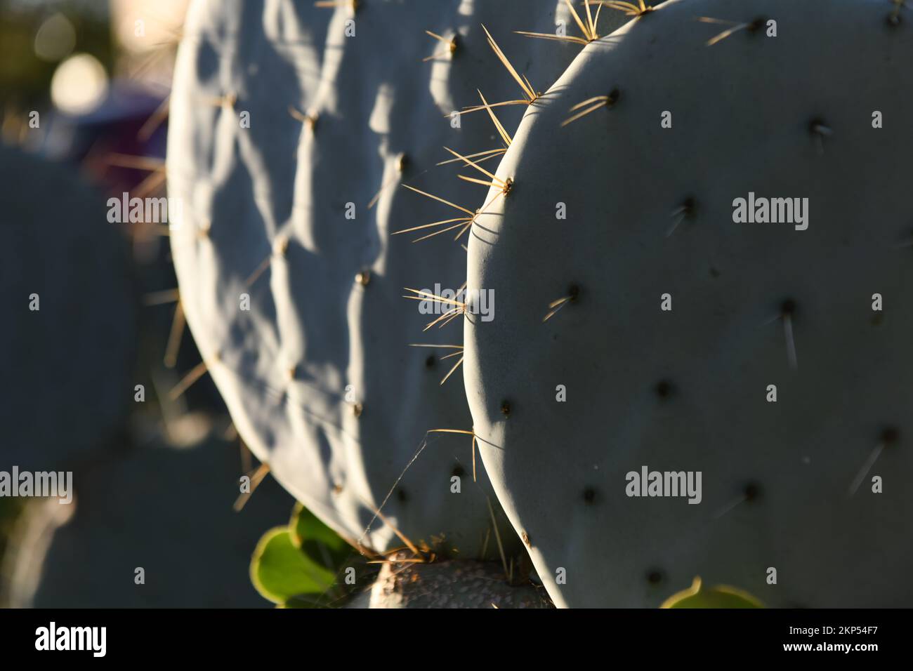 Microdasys cactus. Cactus backdround, cacti design pattern Stock Photo ...
