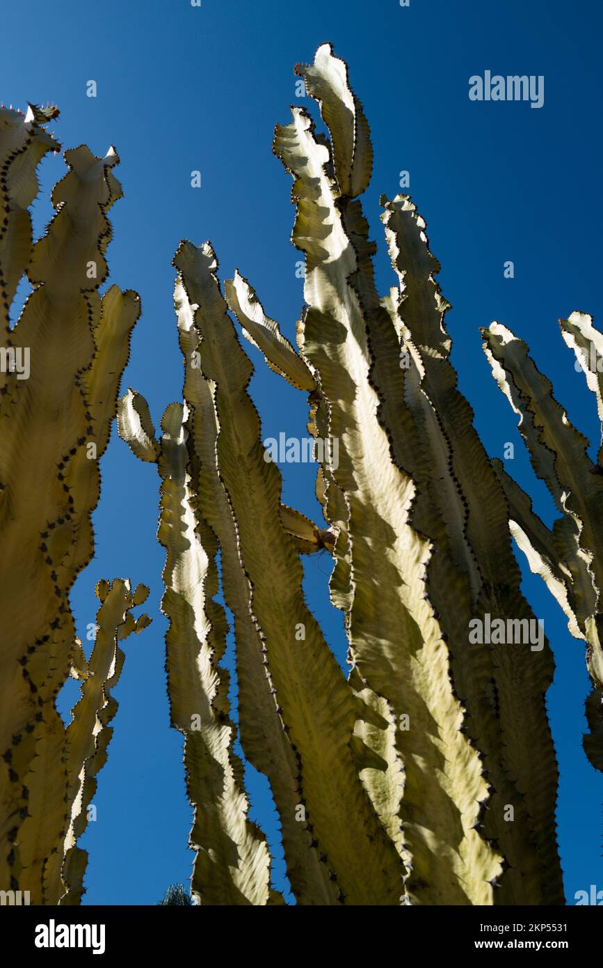 Cactus in desert on sky backdround, cacti or cactaceae pattern Stock ...