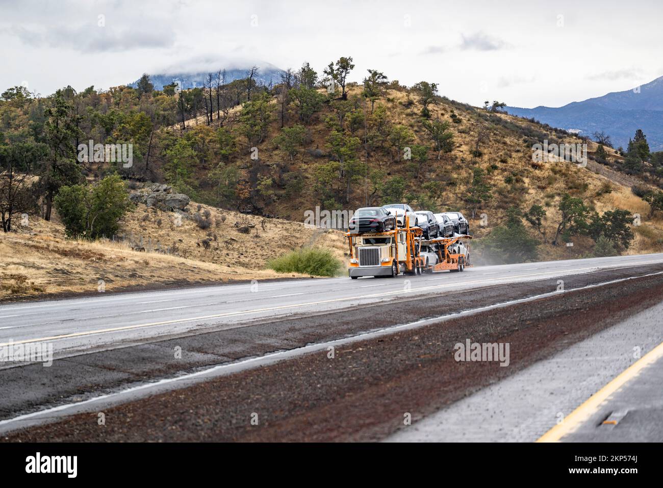 Beige and orange commercial big rig car hauler semi truck transporting ...
