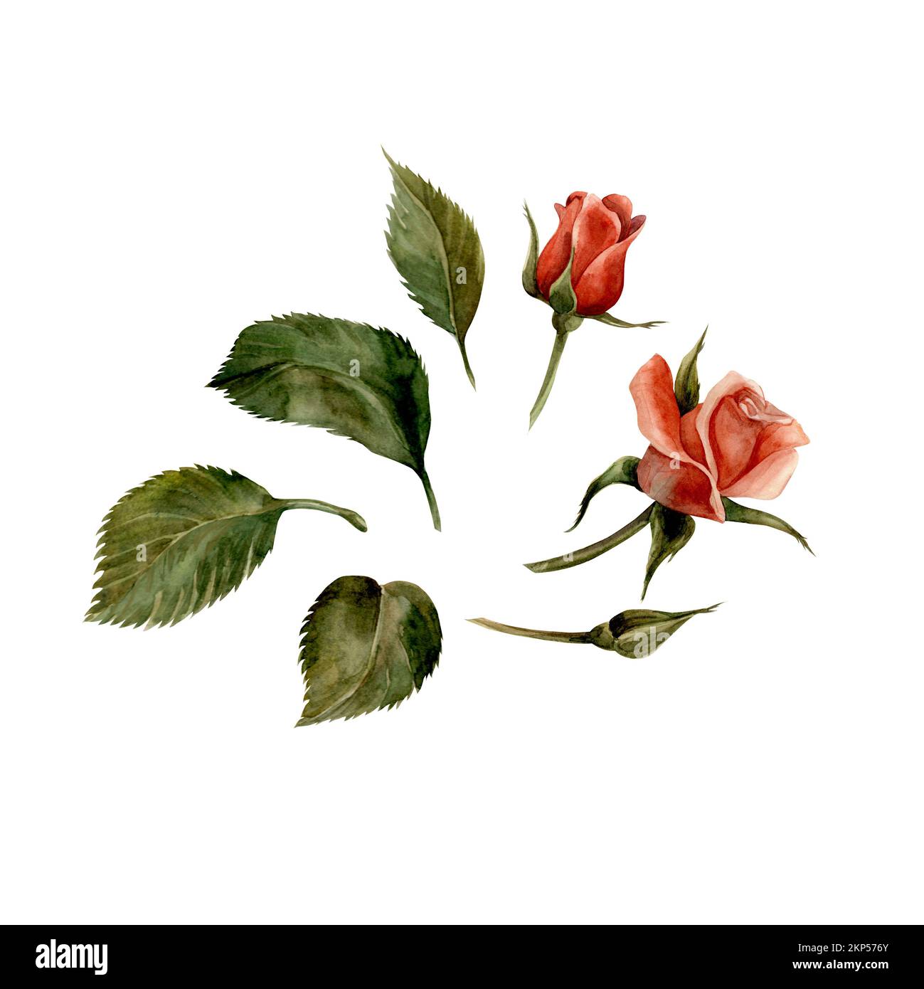 Red Roses Clipart