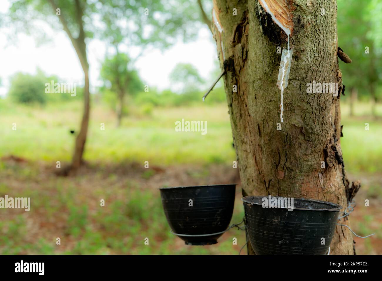 Rubber tapping in rubber tree garden. Natural latex extracted from para ...