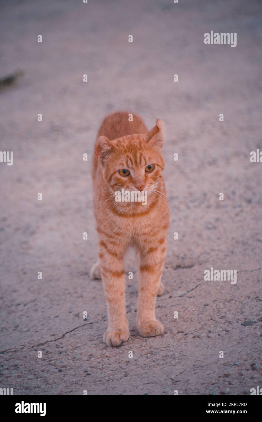 Cat with long white whiskers and yellow eyes hi-res stock photography ...