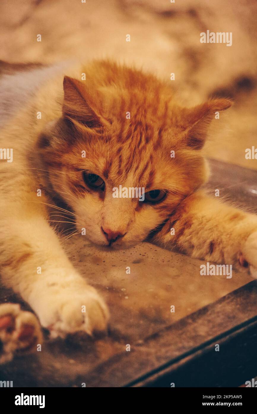 Adorable calico cat long hi-res stock photography and images - Alamy