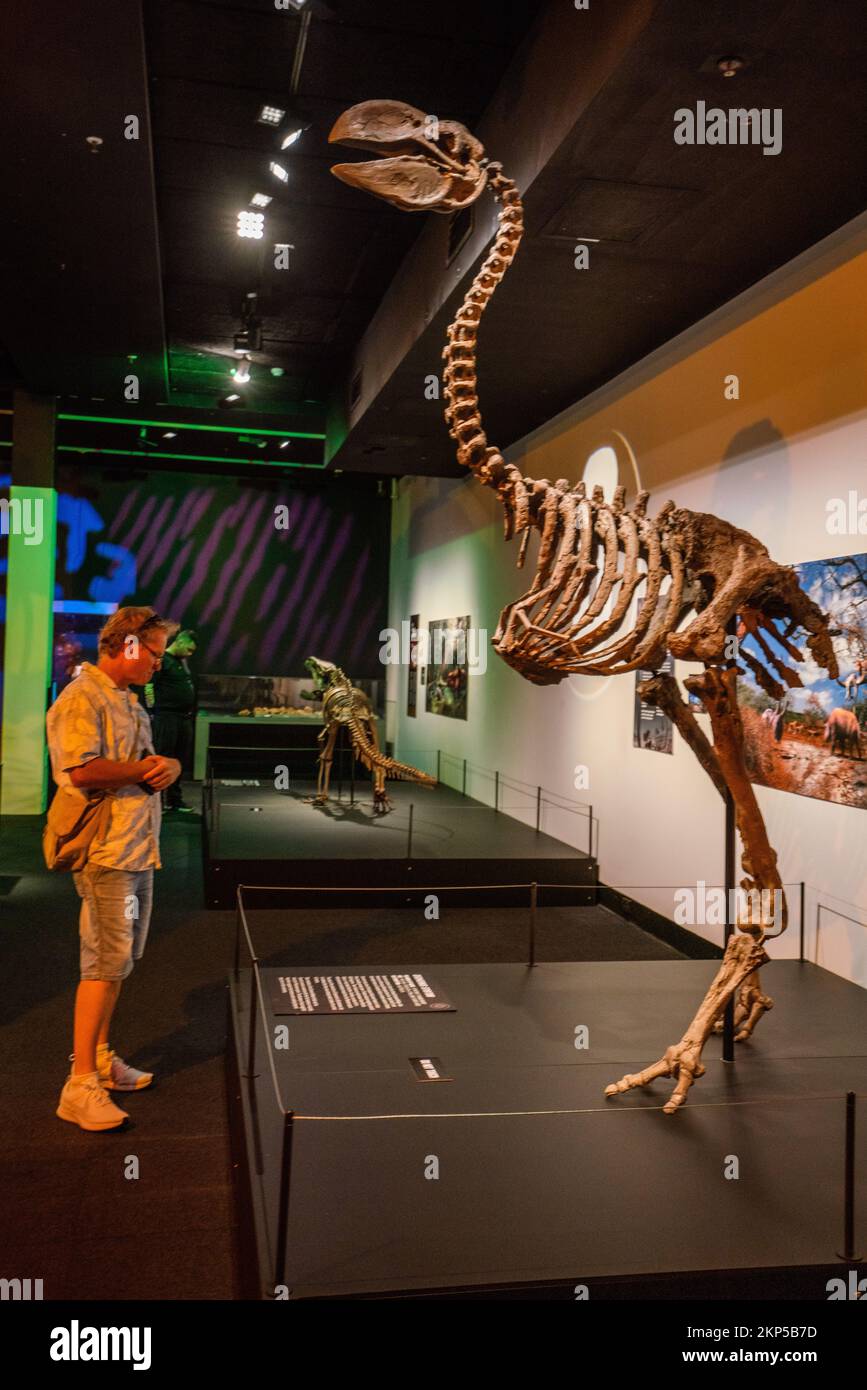 Adelaide, Australia. 28 November 2022. A replica skeleton of Dromornis ...